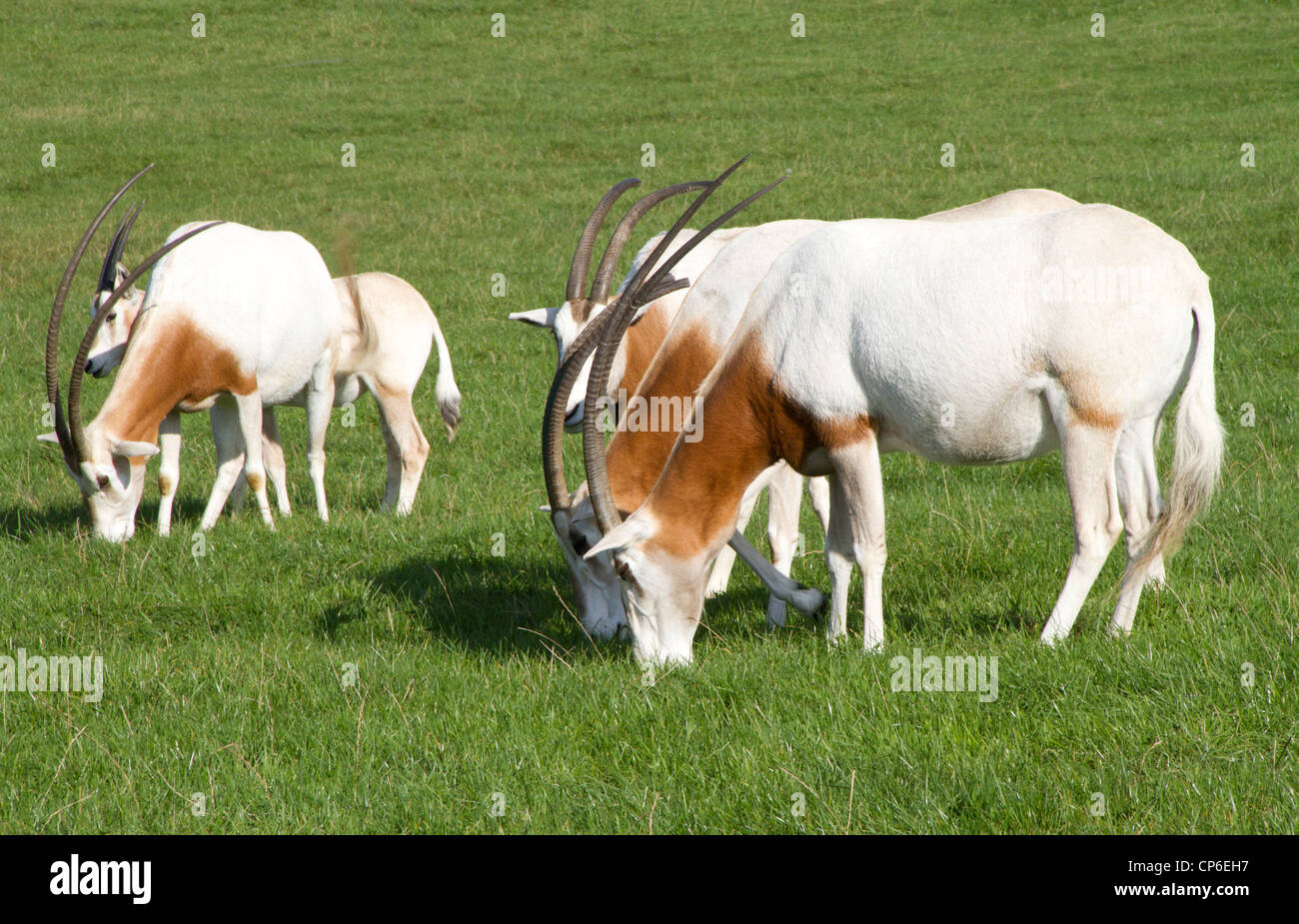 Dammah hi-res stock photography and images - Alamy