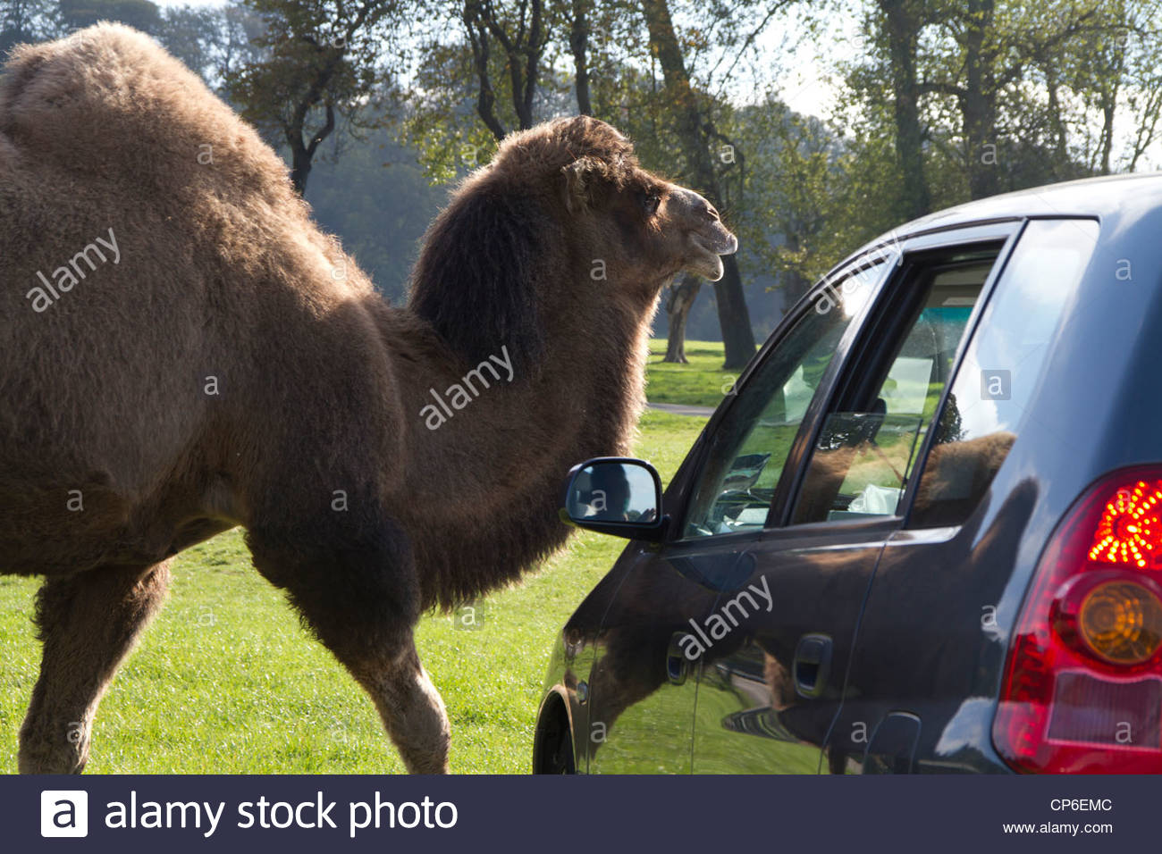 Longleat Stock Photos & Longleat Stock Images - Alamy
