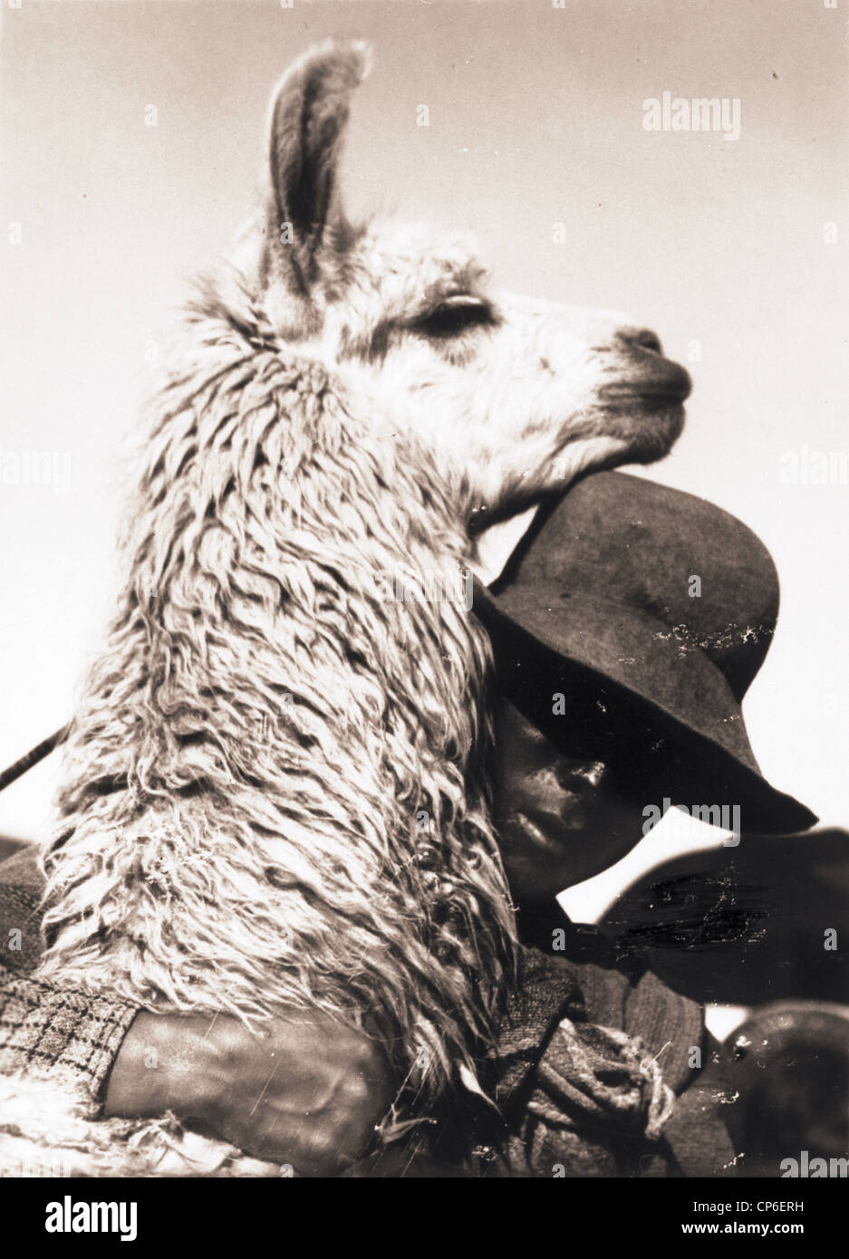 Black and white llama hi-res stock photography and images - Alamy