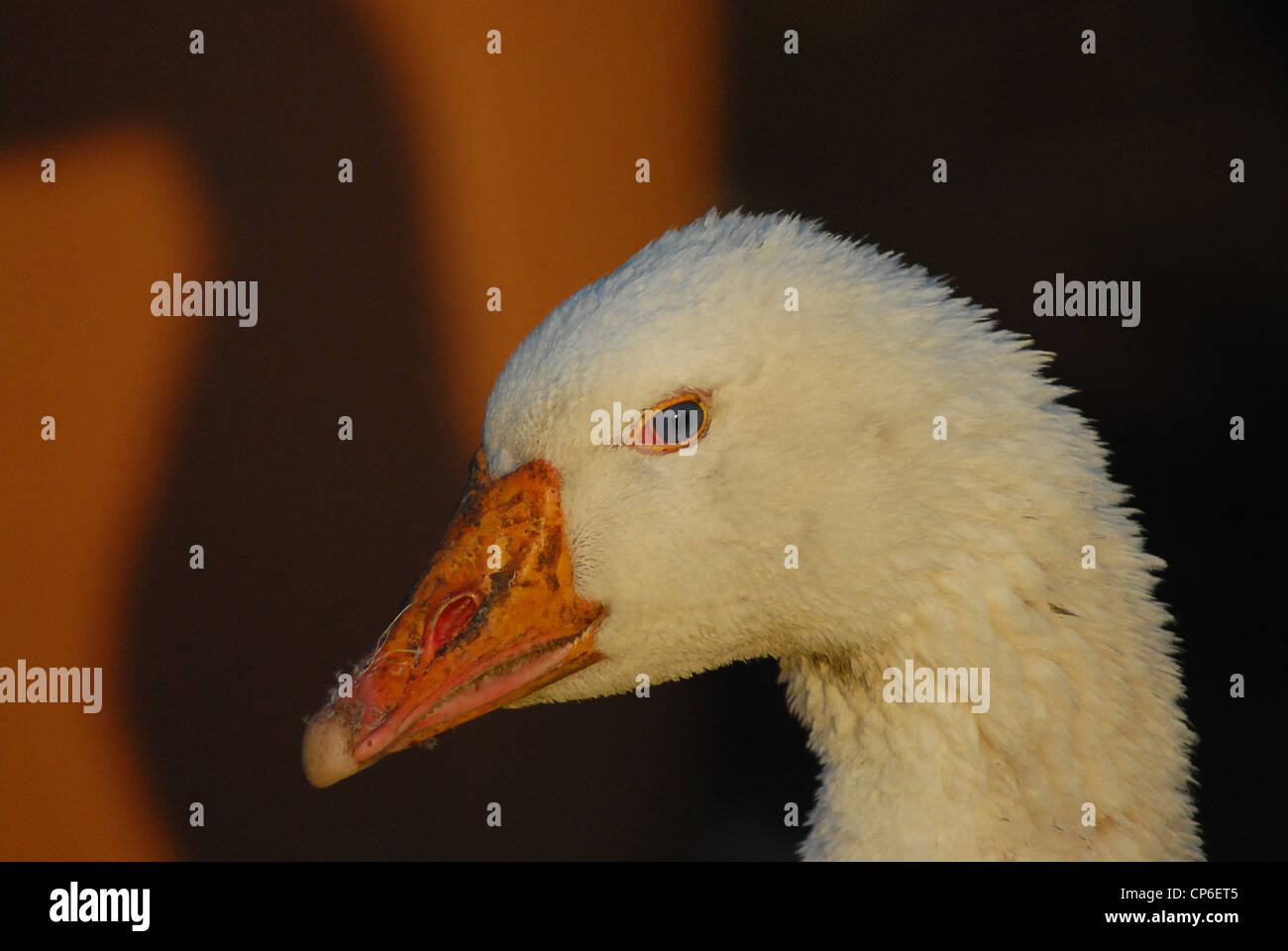 White roman female goose close up Stock Photo - Alamy