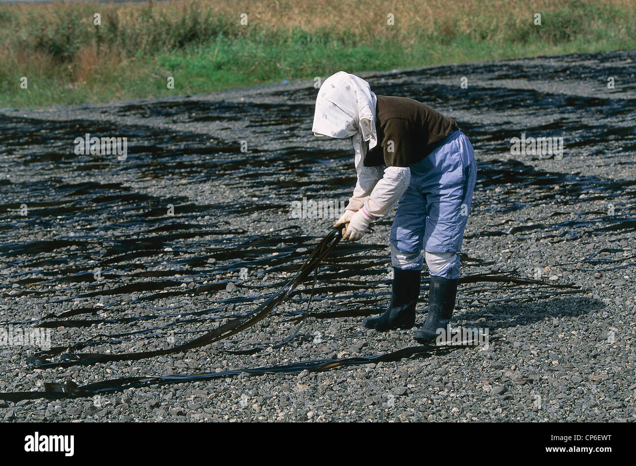 Japan - Hokkaido. Chirippu near Akkeshi, drying algae Stock Photo - Alamy