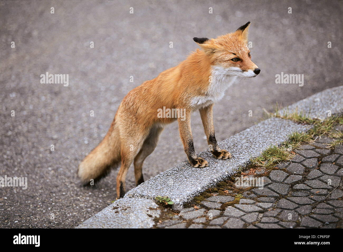 Japan - Hokkaido. Daisetsuzan National Park, fox Stock Photo - Alamy