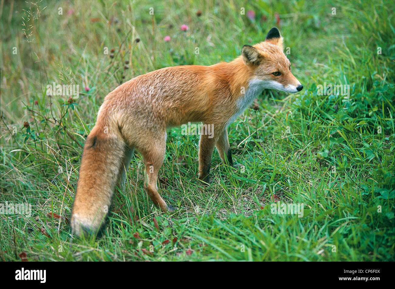 Japan - Hokkaido. Daisetsuzan National Park, fox Stock Photo - Alamy