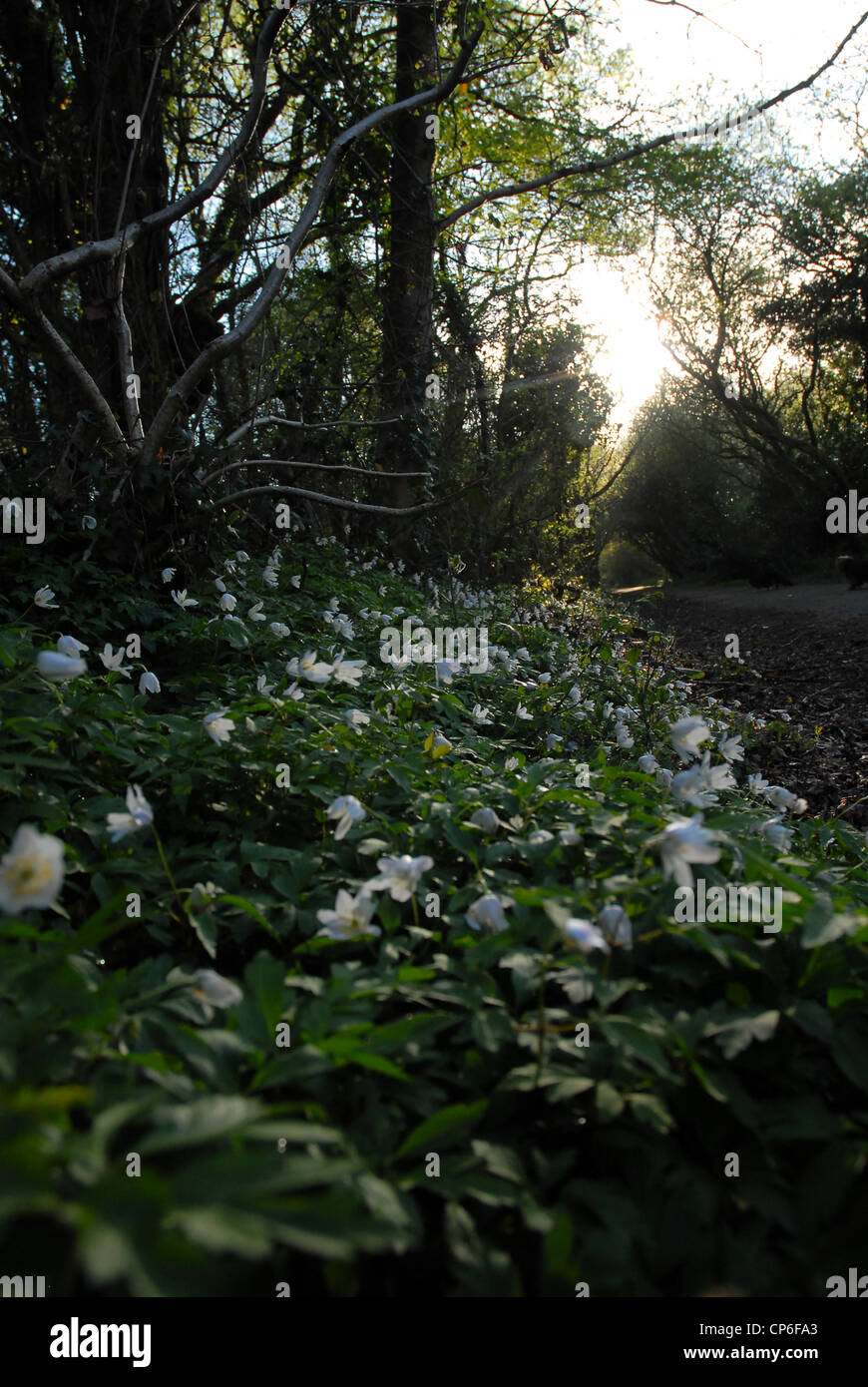 Country walk scene with trees and white flowers on bank Stock Photo - Alamy
