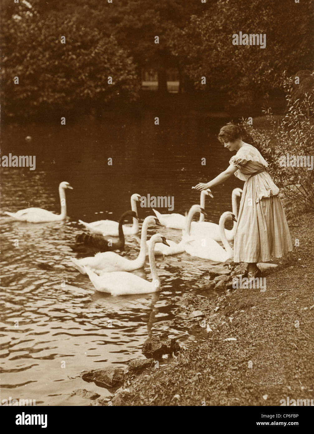 Edwardian Beauty Feeding Swans in a Pond Stock Photo - Alamy