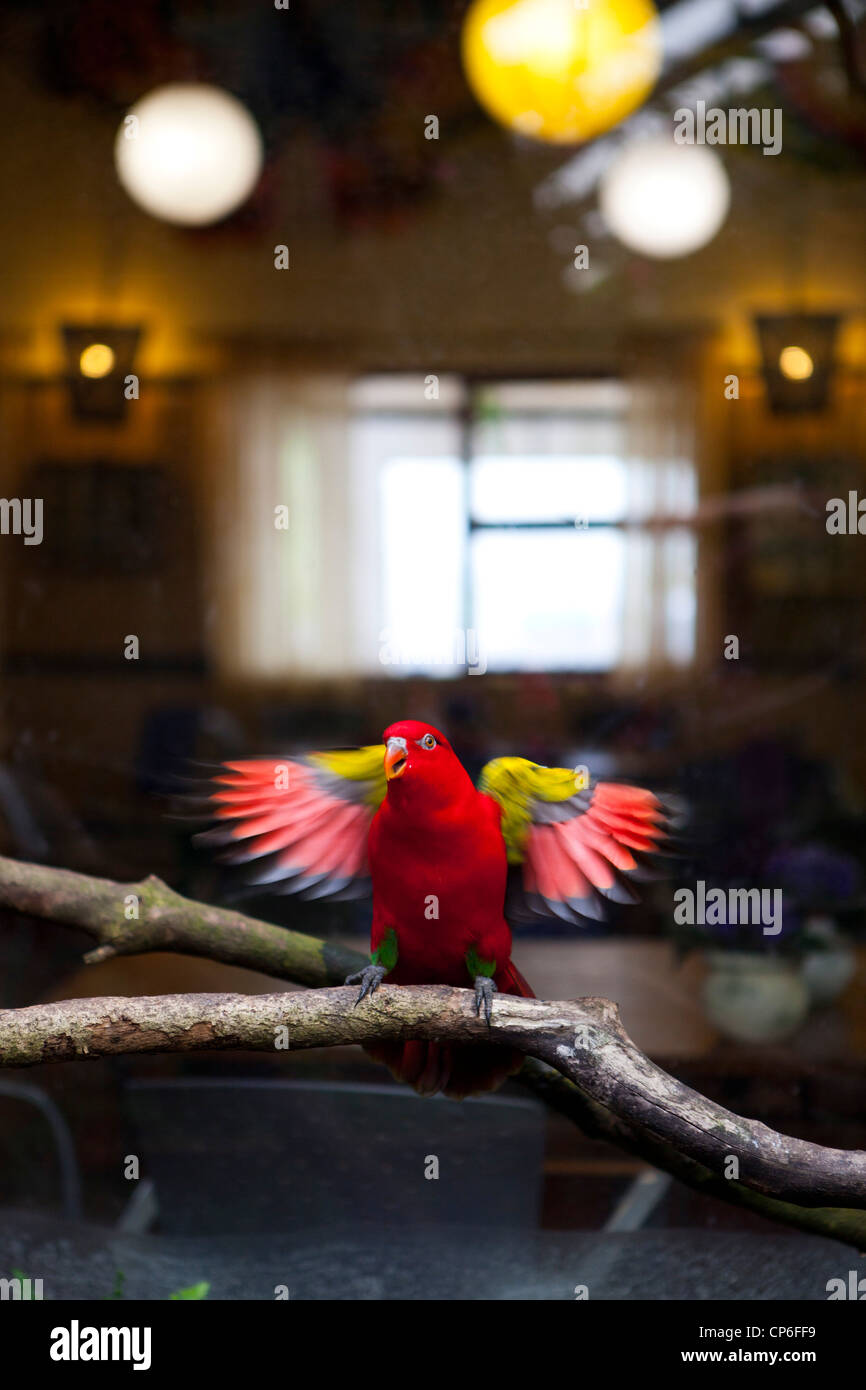 A red Parrot with green and yellow wings, sitting on a branch flapping ...