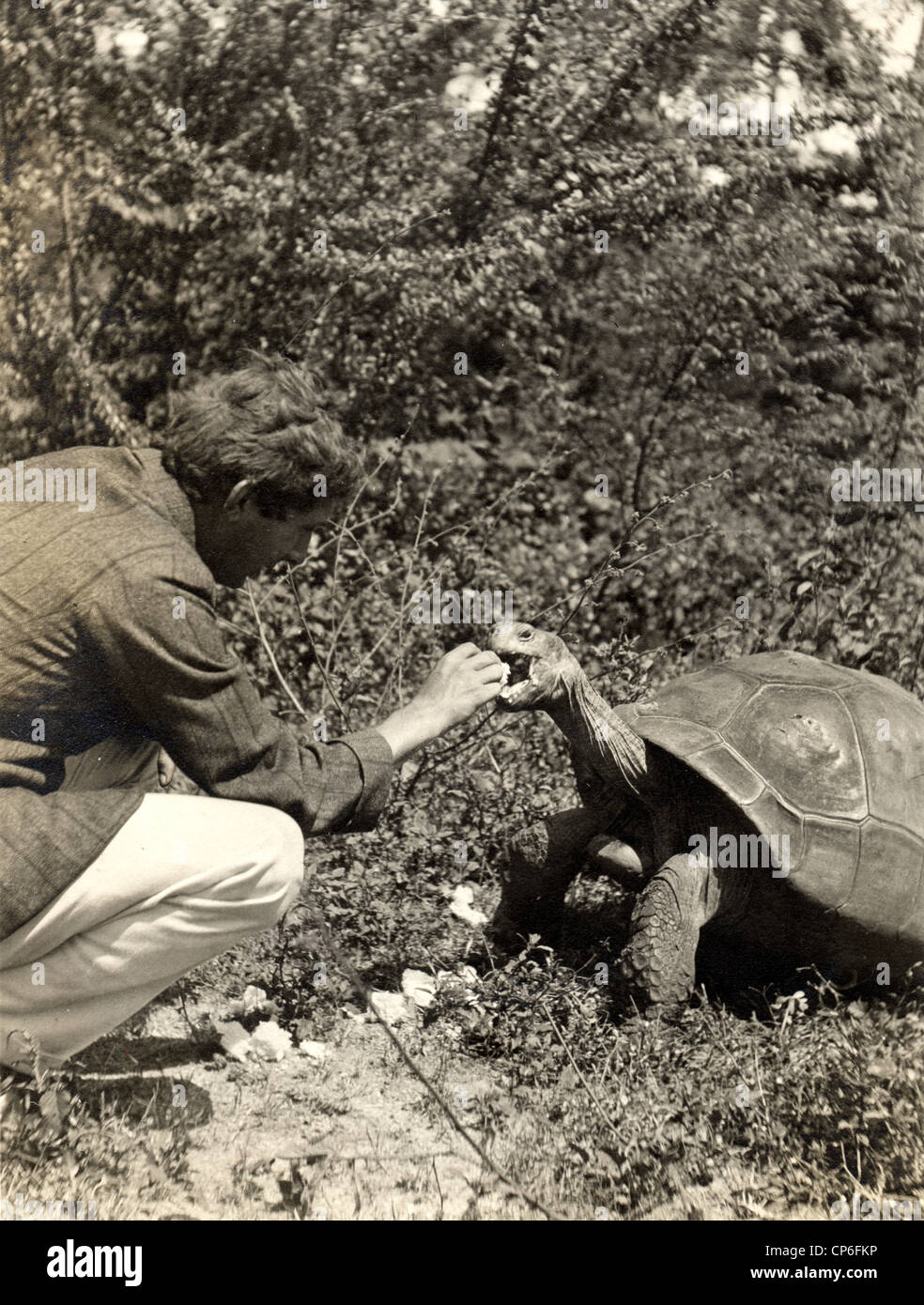 Man Feeding a Large Tortoise Stock Photo - Alamy