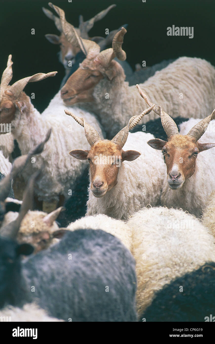 Rearing animals hi-res stock photography and images - Alamy