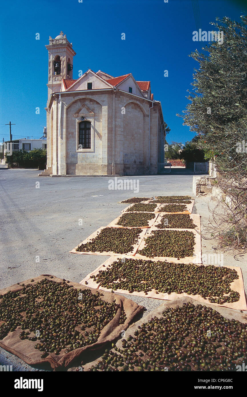 Cyprus - the Akamas Peninsula - Around Polis, Neo Chorio. Olive hung ...