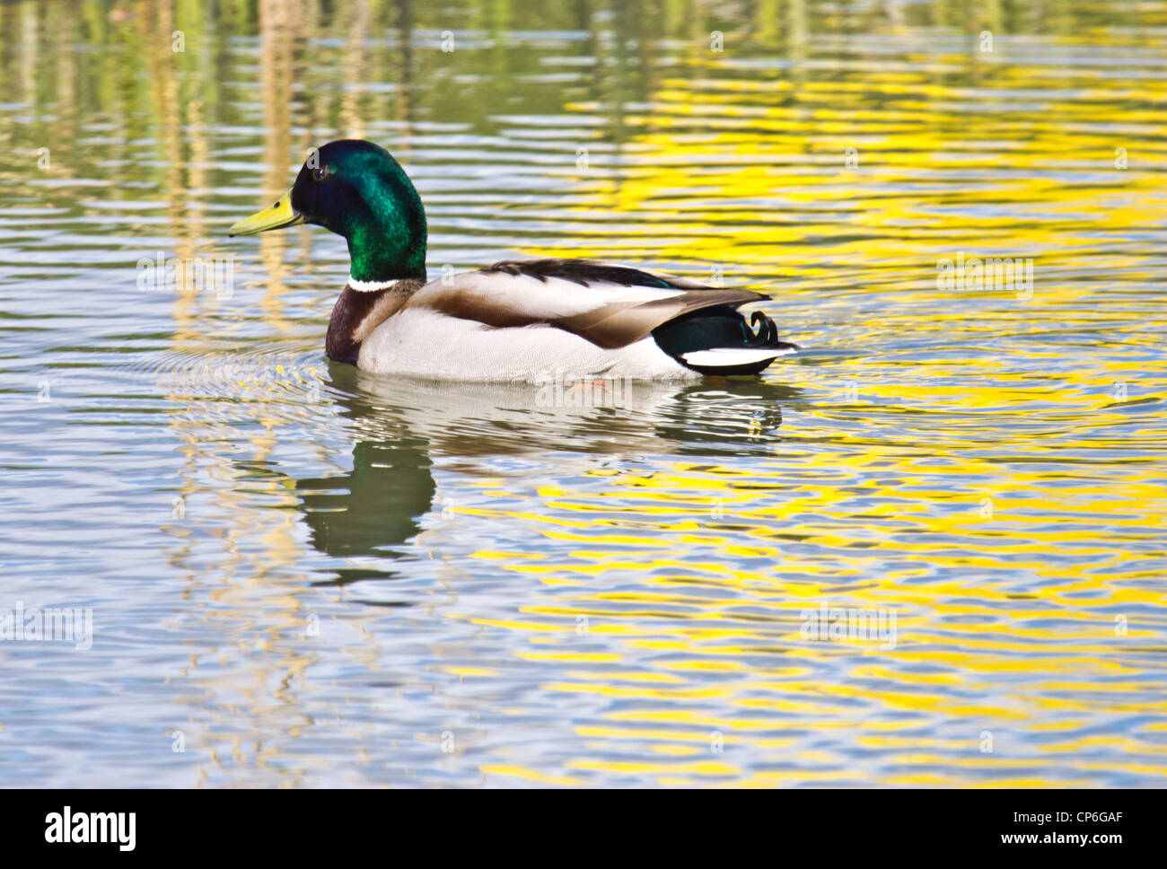 Duck with white collar hi-res stock photography and images - Alamy