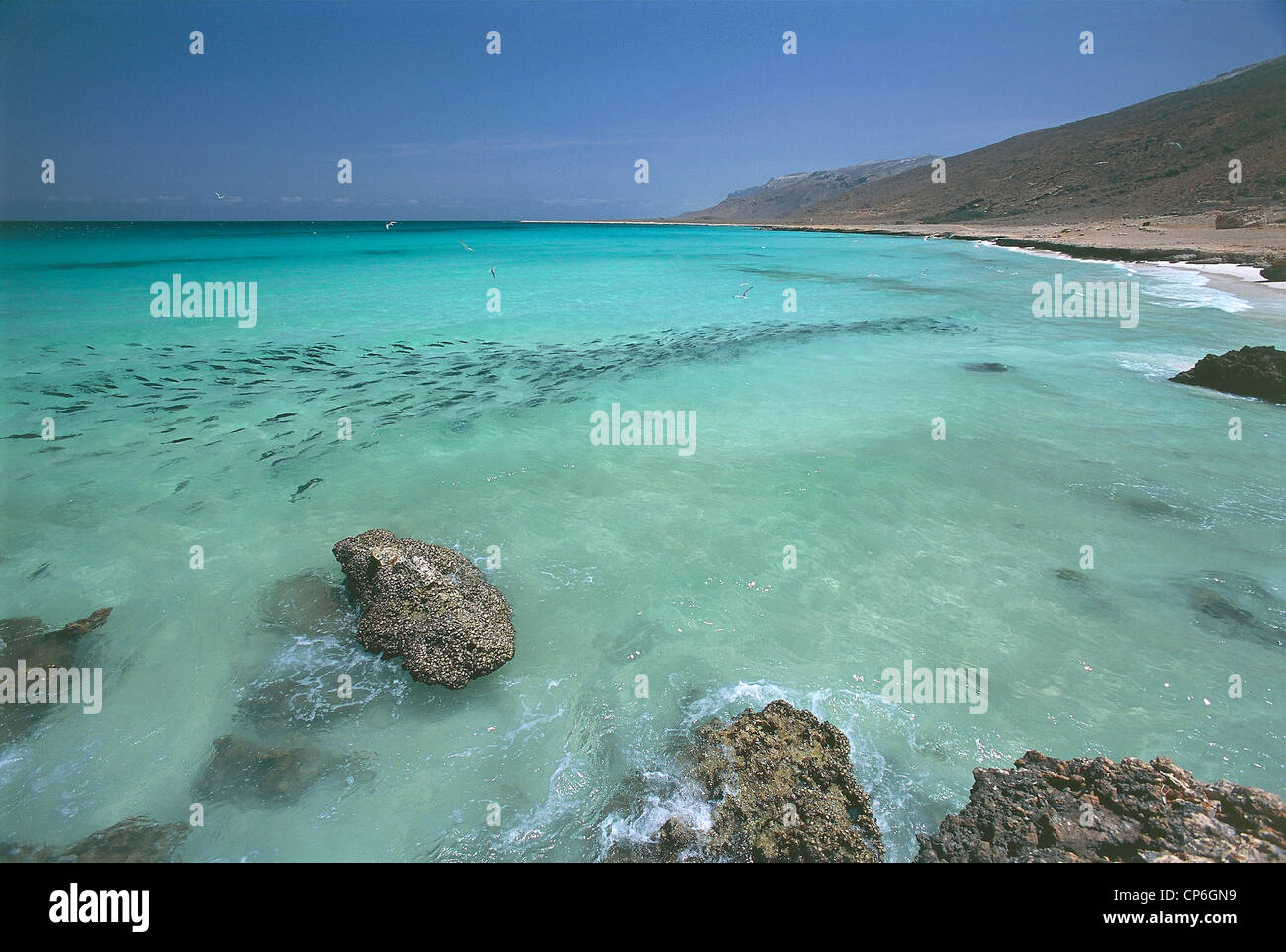 Yemen - Socotra Island - Siquirah. Sea with a bunch of fish and the ...