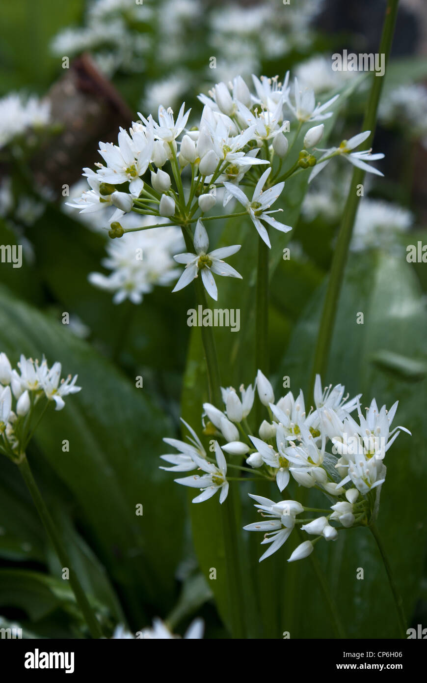wild garlic ramsons allium ursinum Stock Photo - Alamy