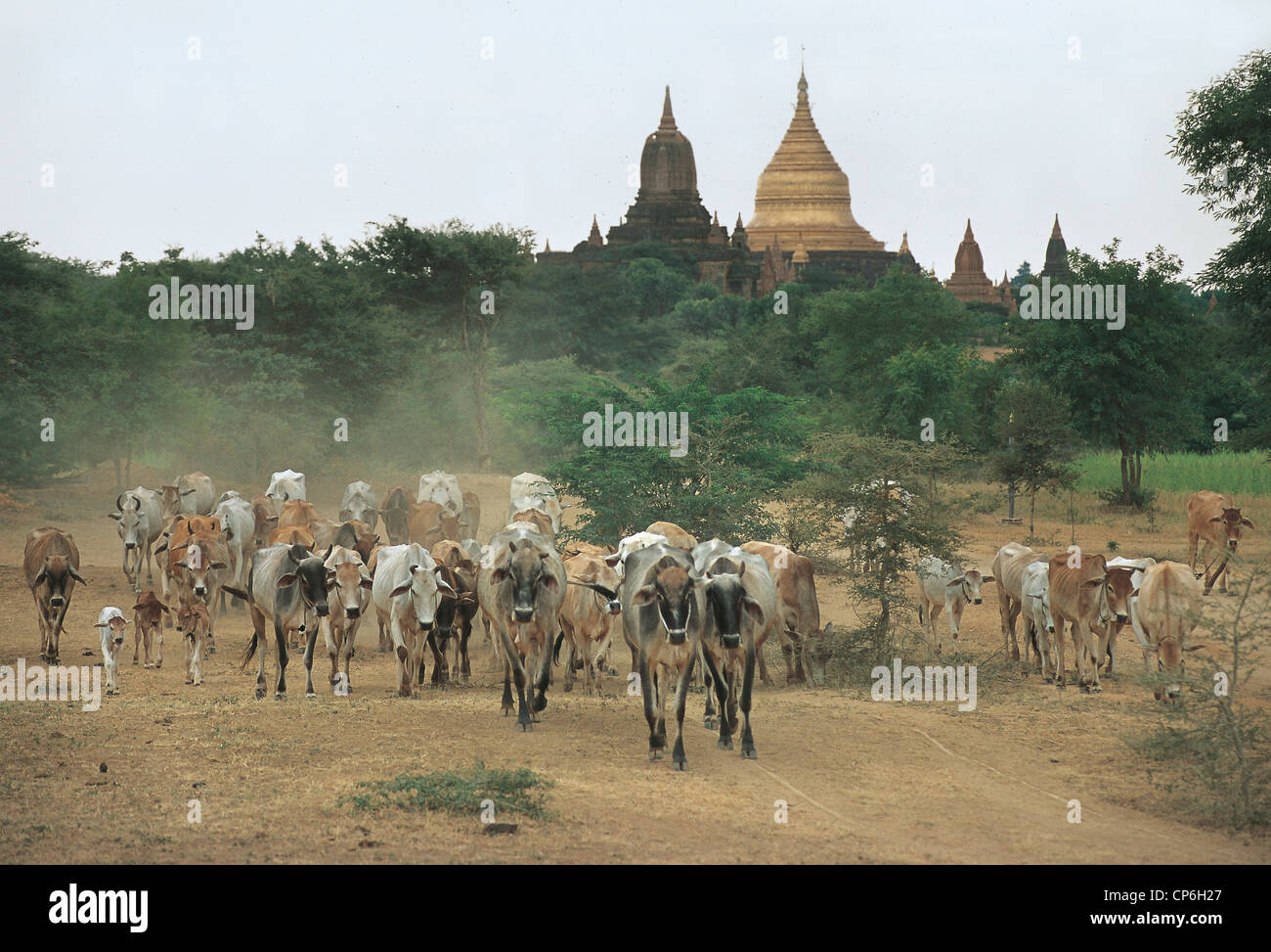 Myanmar (Burma) - Bagan (Pagan), oxen Stock Photo - Alamy