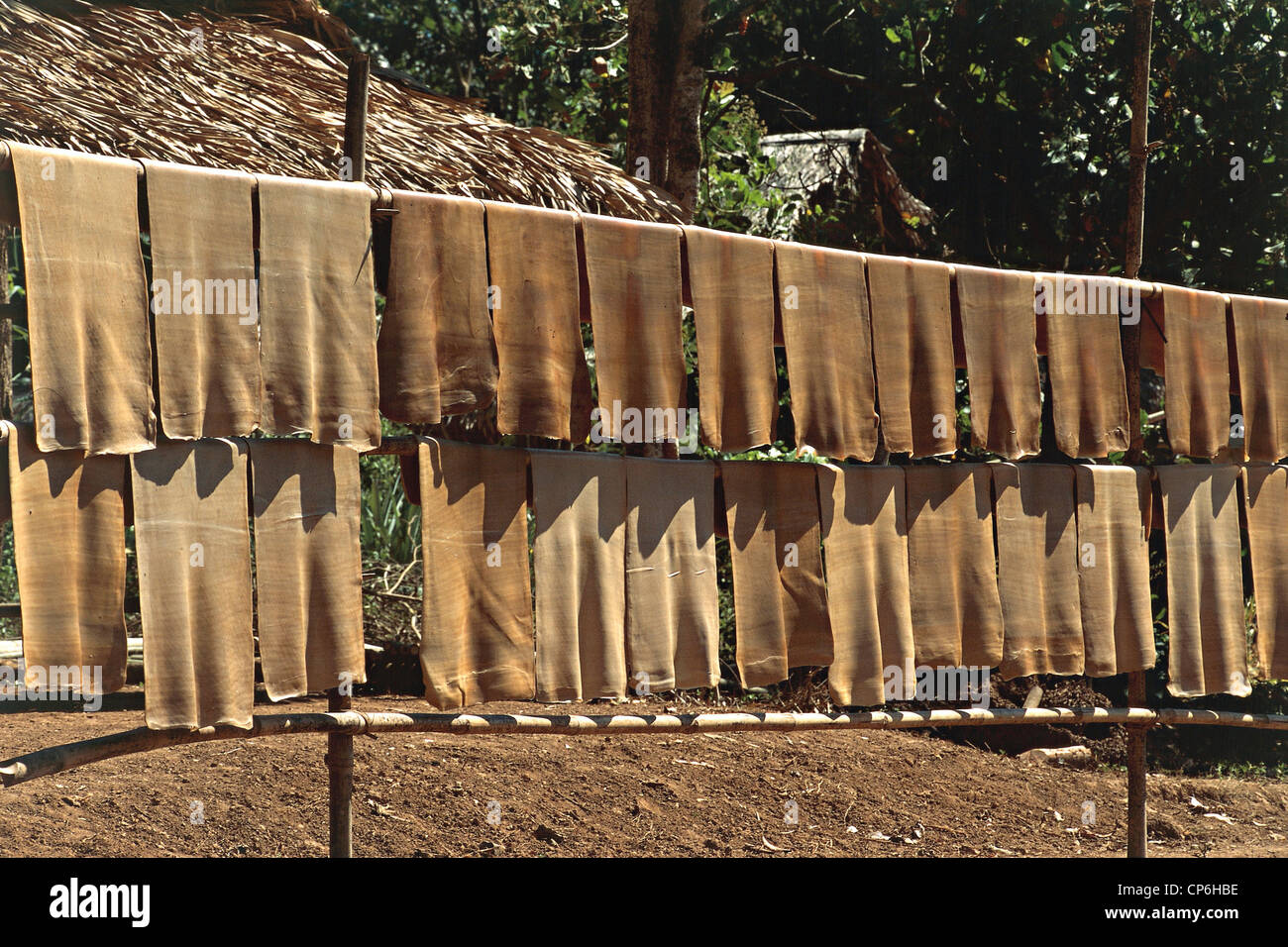 Myanmar (Burma) - Drying of rubber near Bago (Pegu Stock Photo - Alamy