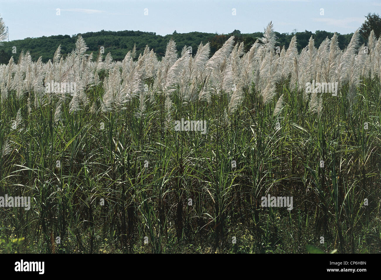Myanmar (Burma) - Cultivation of sugar cane near Bago (Pegu Stock Photo ...