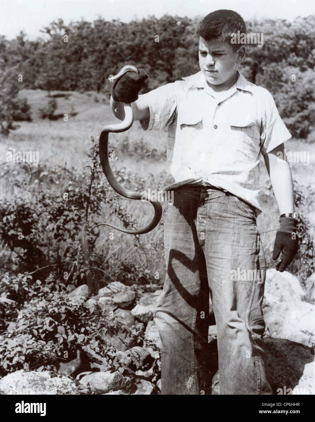 Blue racer snake hi-res stock photography and images - Alamy