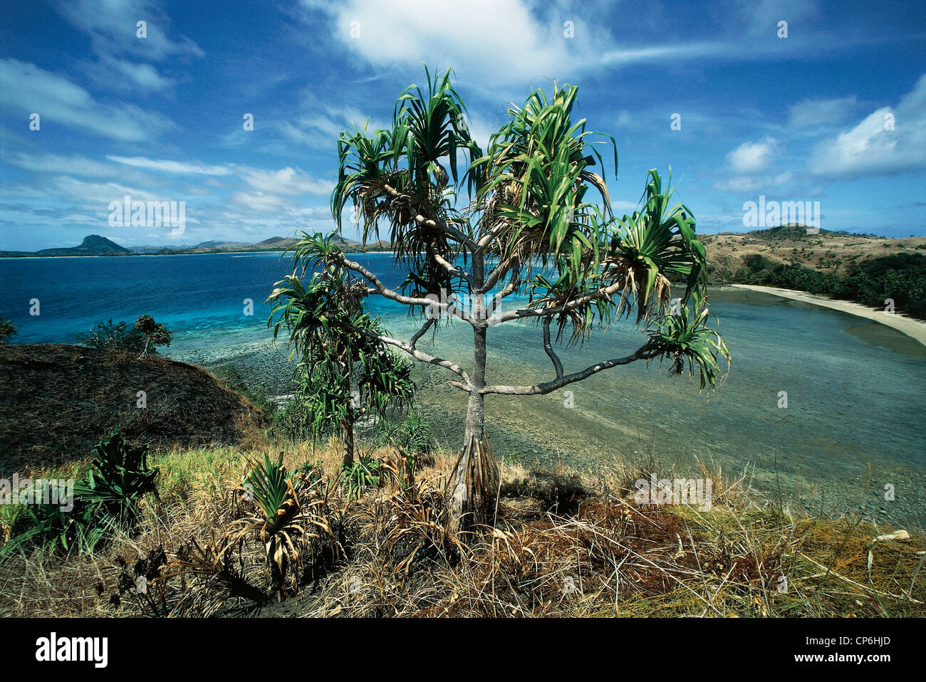 Fiji - Yasawa Archipelago - Island Nabukeru - Tree pandanus (Pandanus ...
