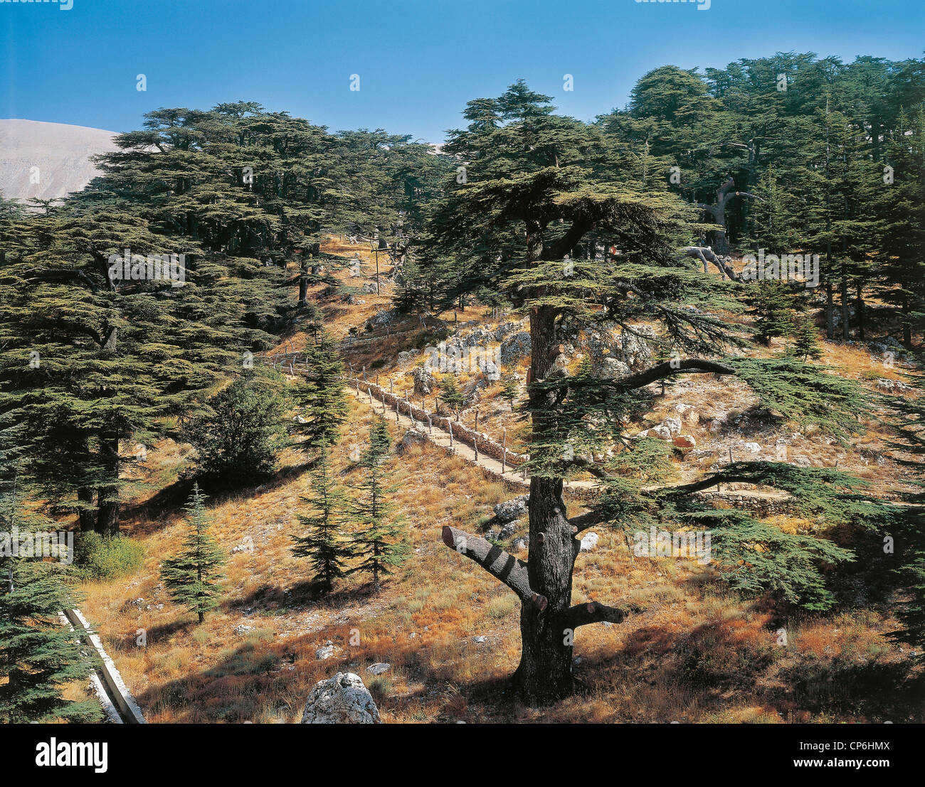 Cedar trees of lebanon hi-res stock photography and images - Alamy
