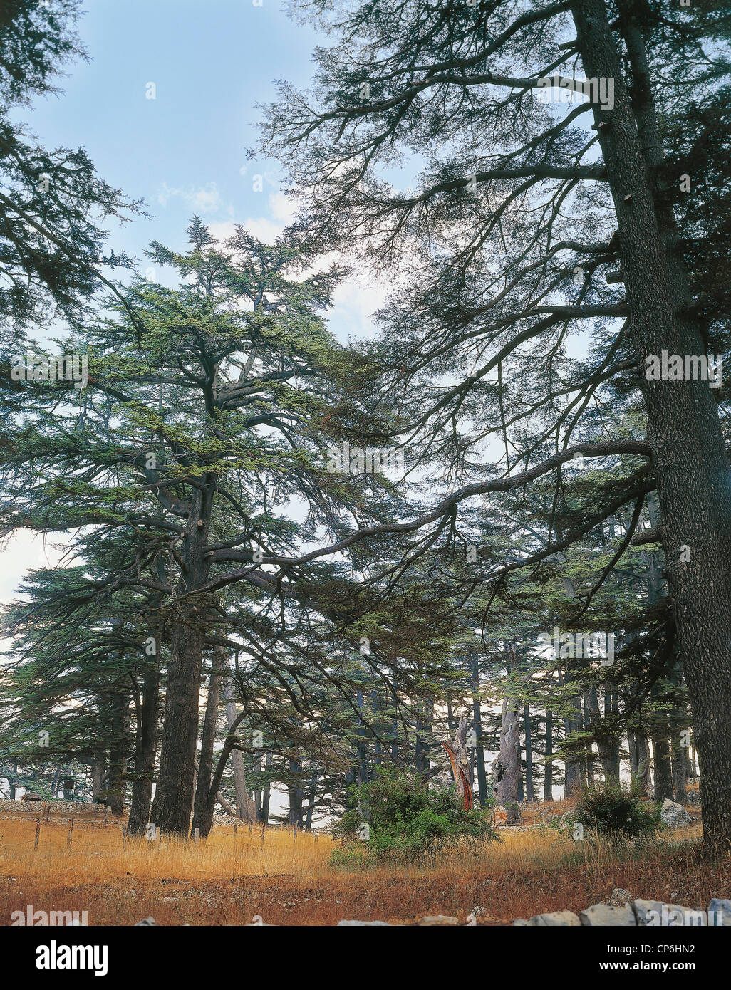 Cedar trees of lebanon hi-res stock photography and images - Alamy