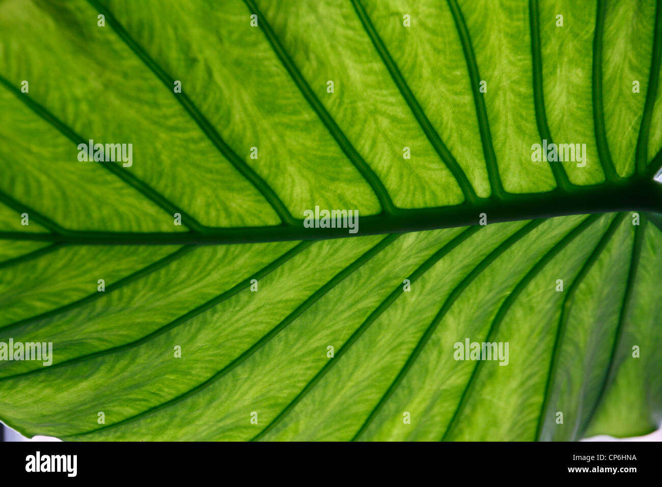 leaf of house plant Philodendron Stock Photo - Alamy