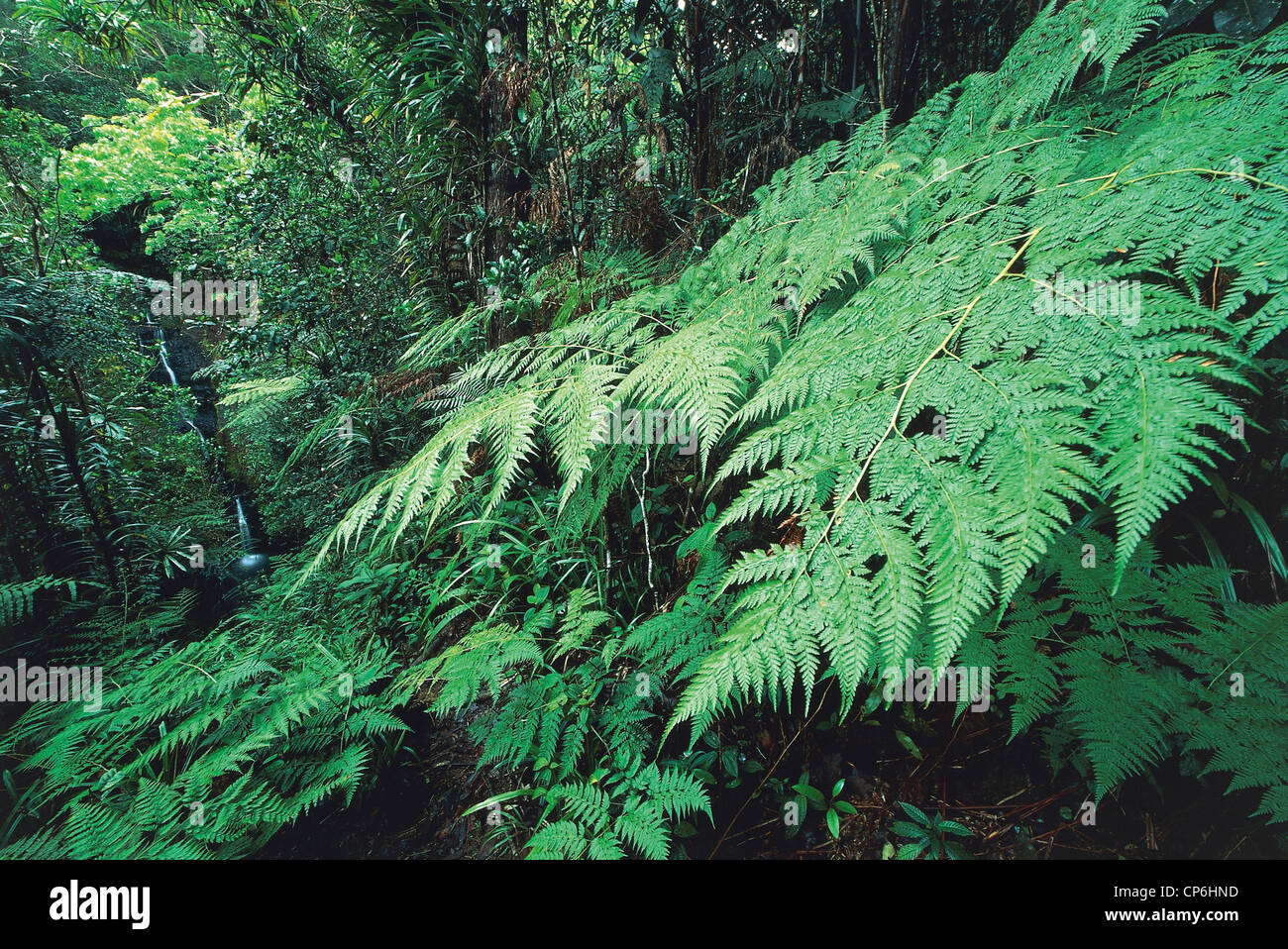 Fiji - Viti Levu Island - Colo-I-Suva Forest Park, ferns and ...