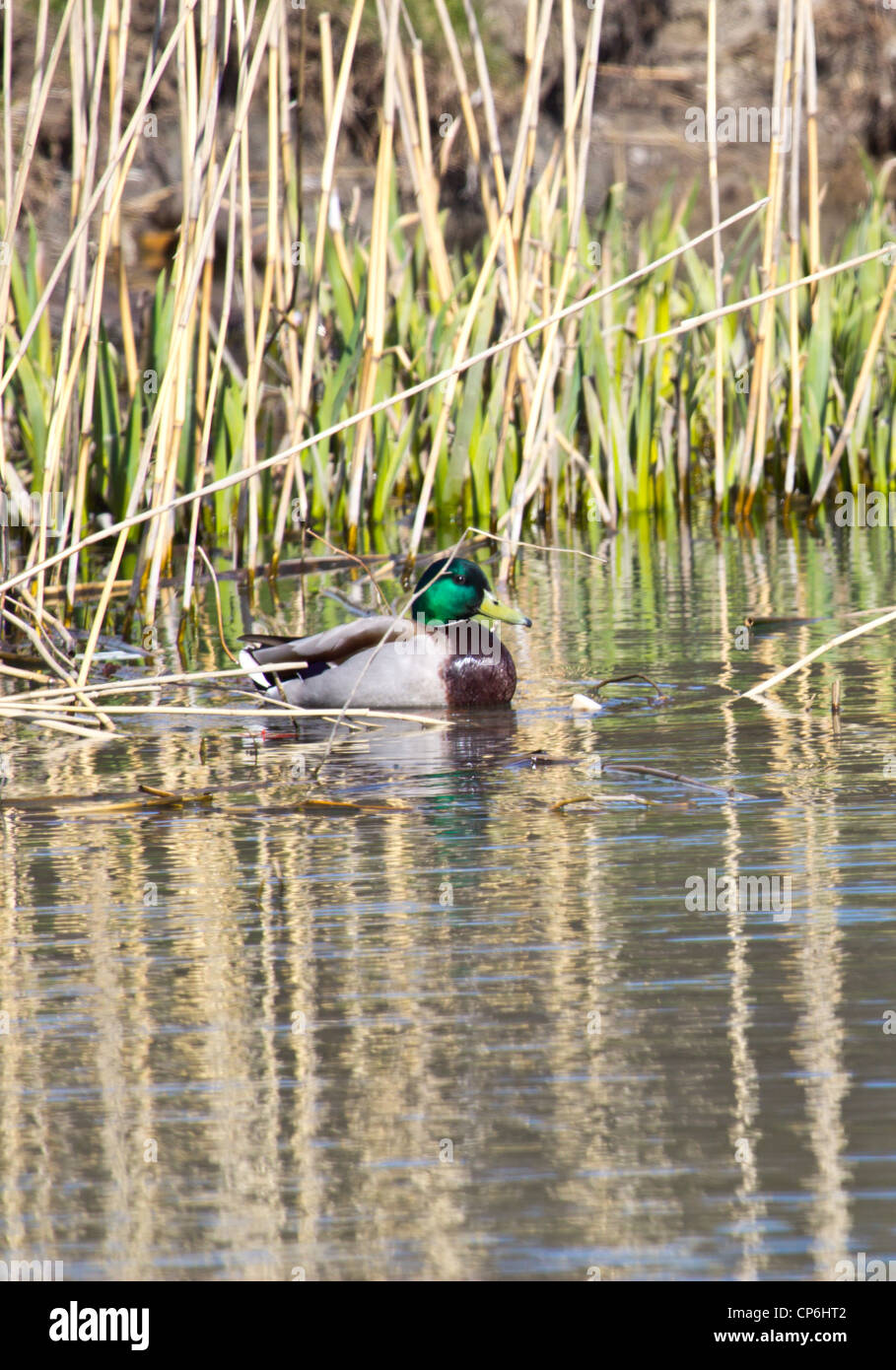 Male duck hi-res stock photography and images - Alamy