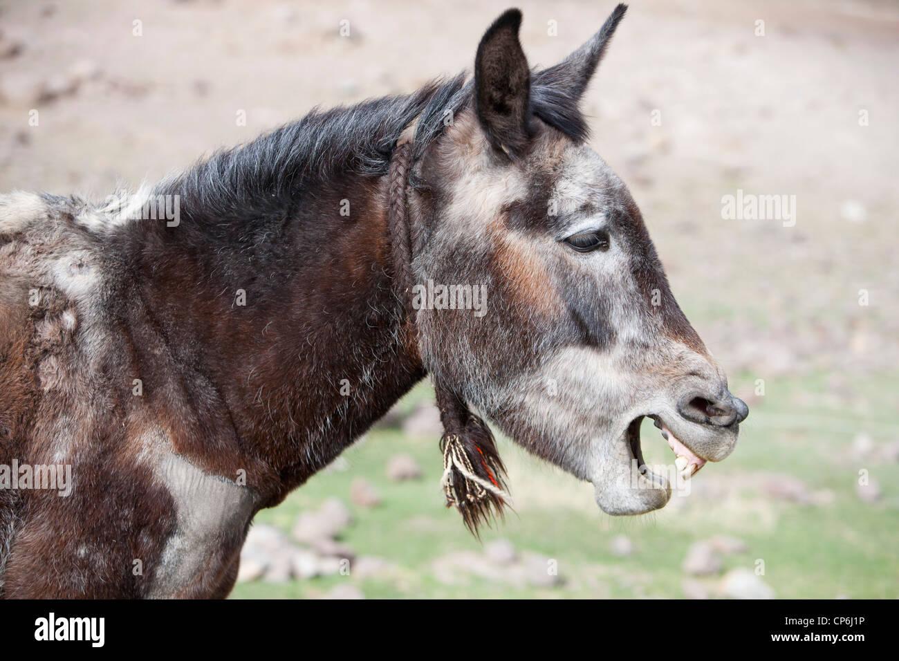Yawning Donkey