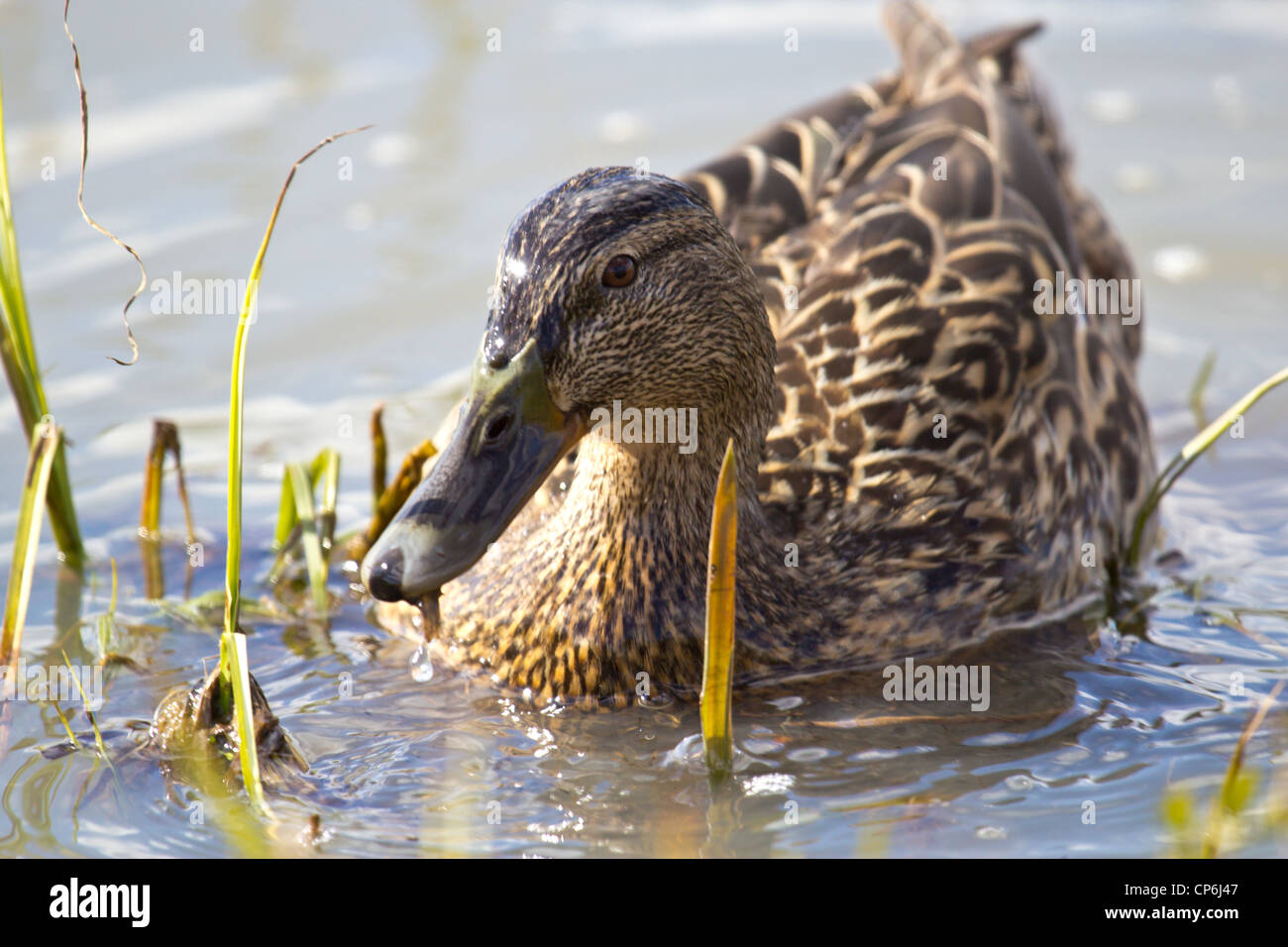 Female duck hi-res stock photography and images - Alamy