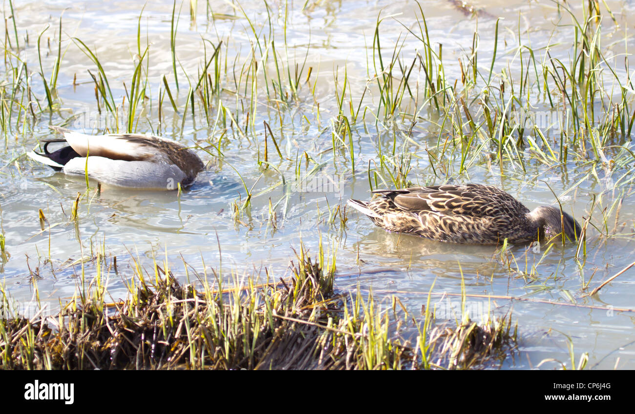 Two diving ducks hi-res stock photography and images - Alamy