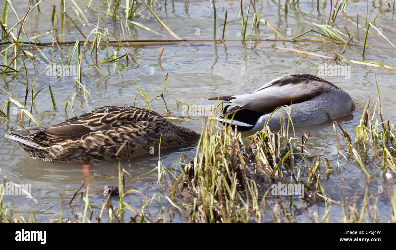 two ducks head under water Stock Photo - Alamy