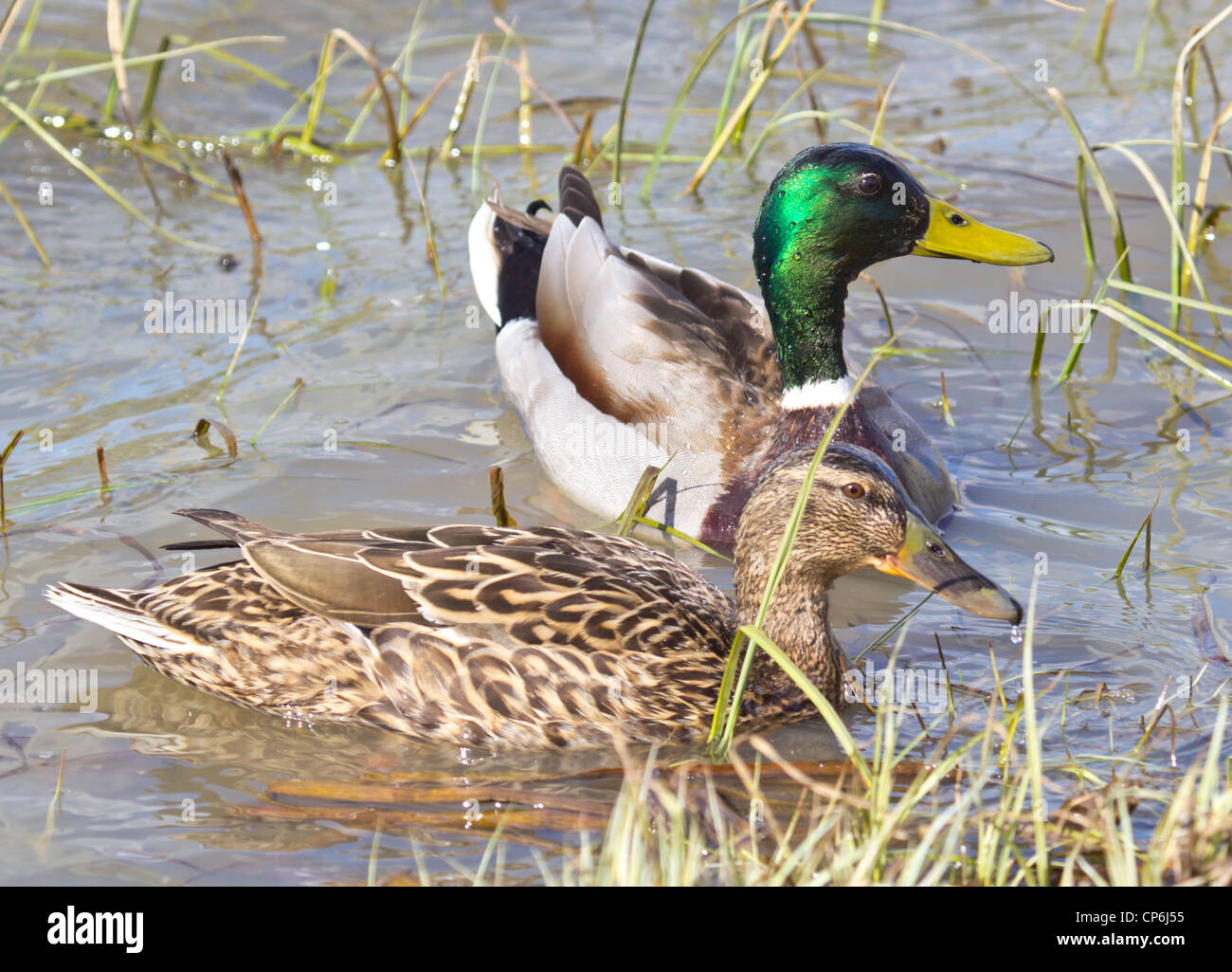 Two duck hi-res stock photography and images - Alamy