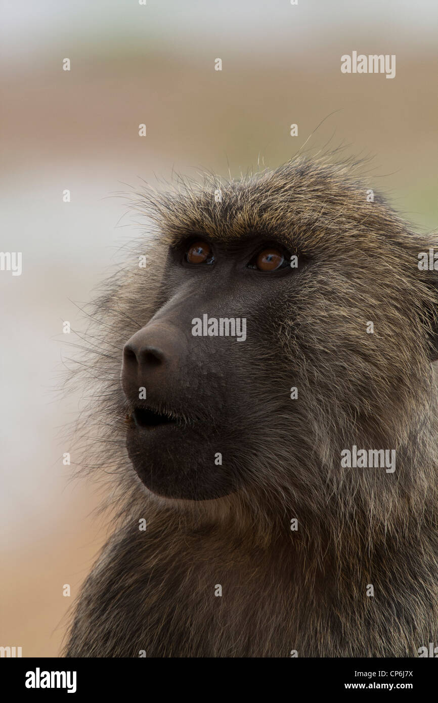 Male Baboon calling out to the troop. Taken in the Tanzanian Serengeti ...