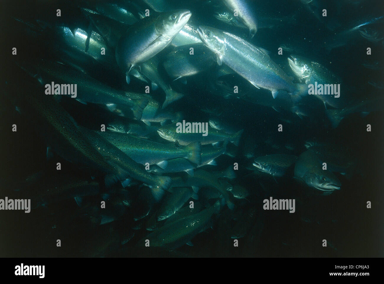 Norway - Nordland - Lofoten Islands - Farming of salmon Stock Photo - Alamy