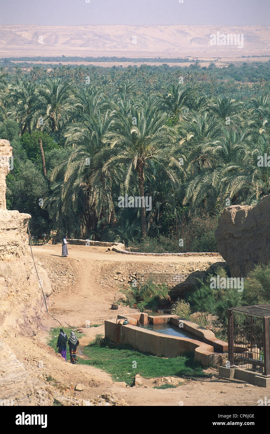 GIZA EGYPT BAHAR View of Palm trees, hot springs EL BESHMO Stock Photo ...
