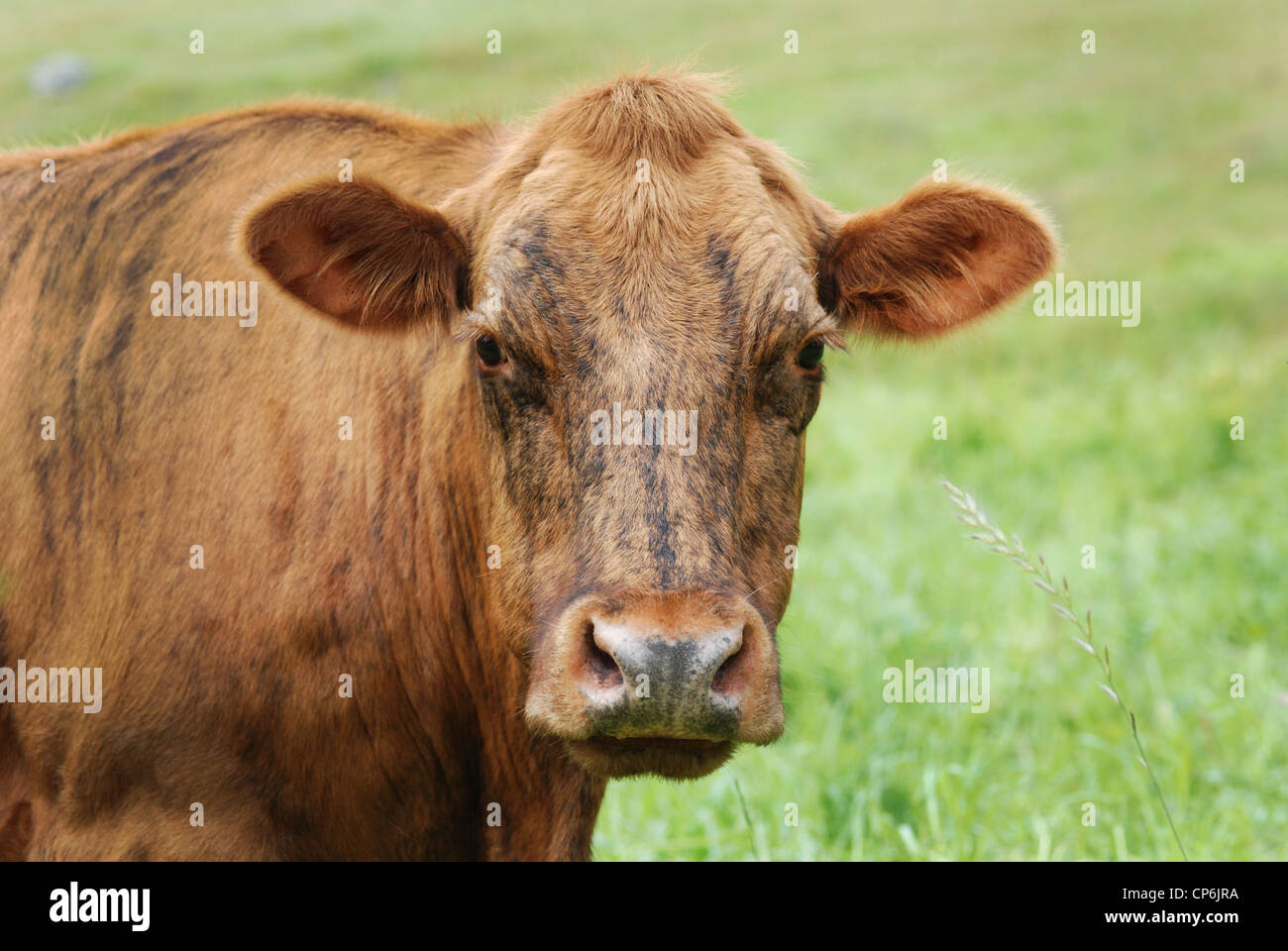 Brindle colored hi-res stock photography and images - Alamy