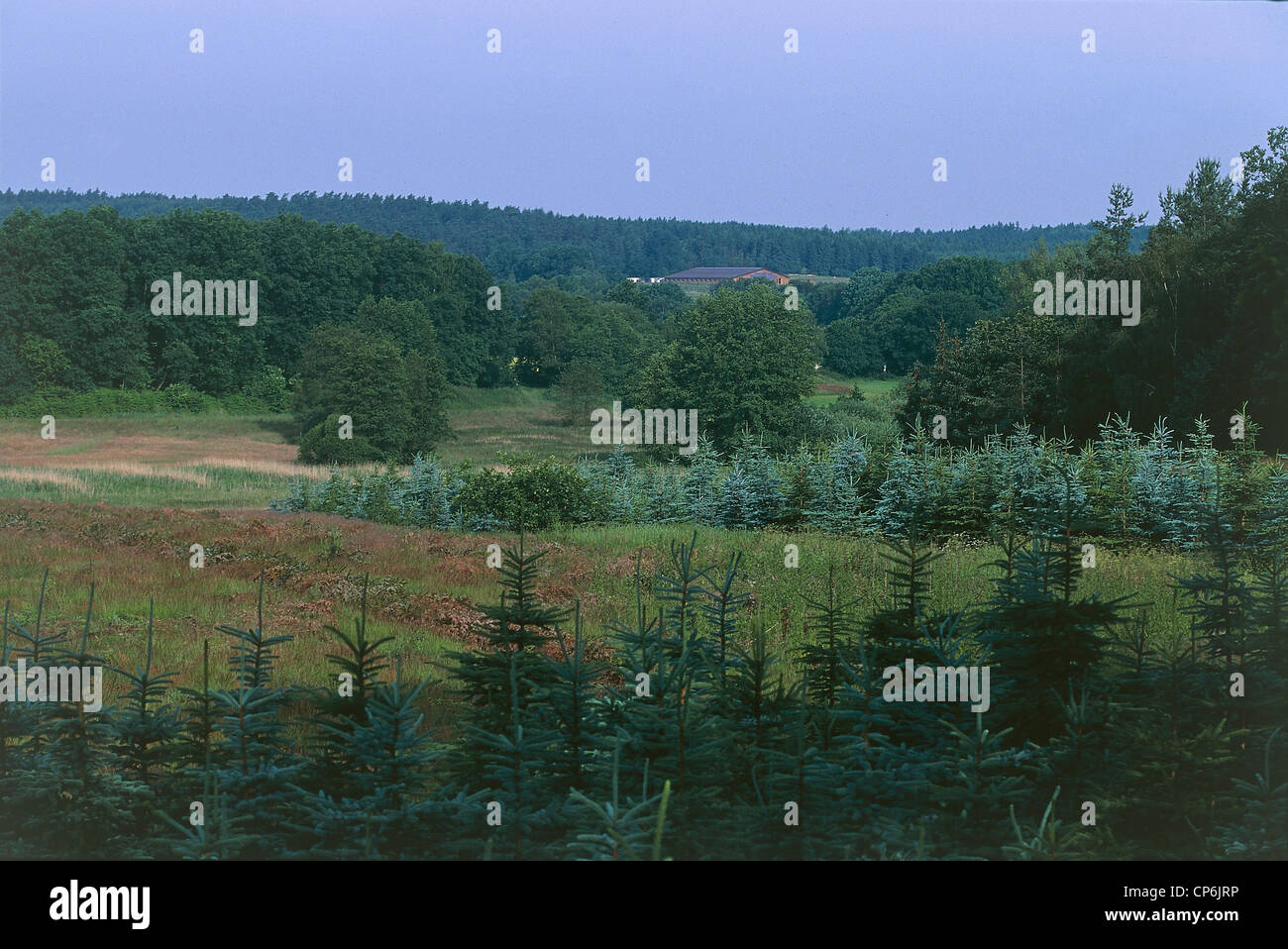 Germany - Lower Saxony - Luneburg Heath Nature Park (Naturschutzpark ...