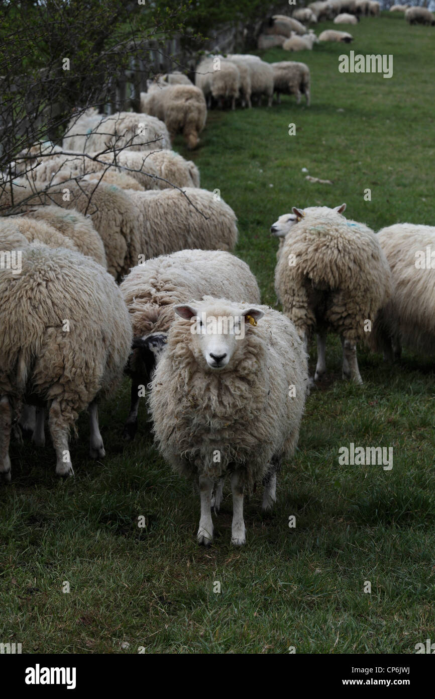 flock of sheep Stock Photo - Alamy
