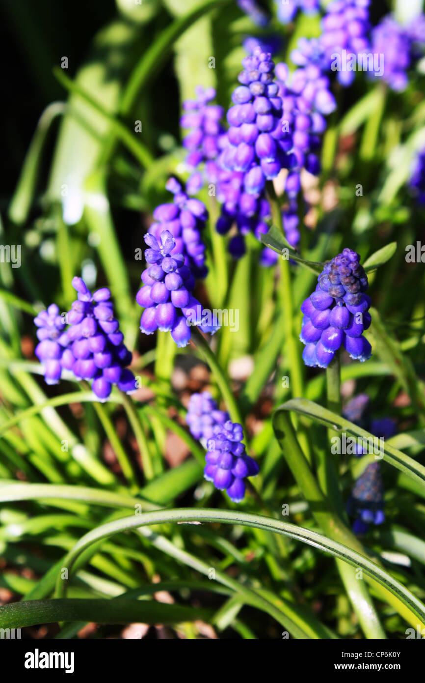 Pretty bunch of bluebell flowers Stock Photo - Alamy