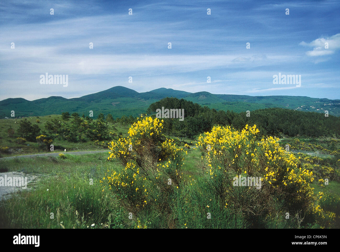 Tuscany - Area of Mount Amiata, flowering Stock Photo - Alamy