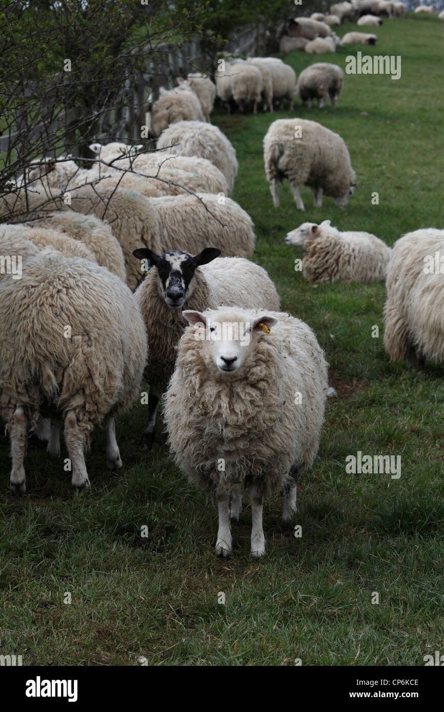 flock of sheep Stock Photo - Alamy
