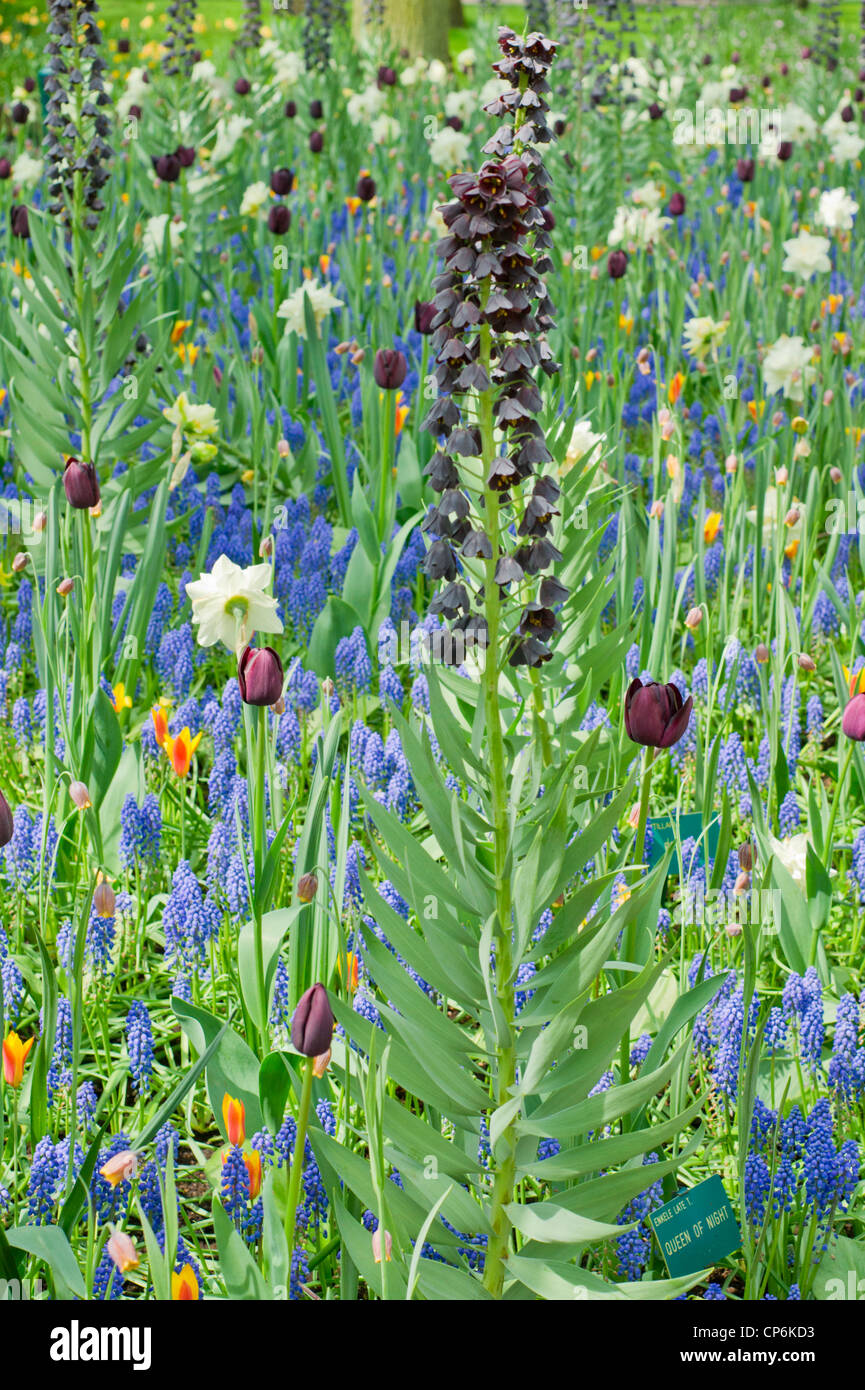 Colorful mixed bulb flowers in spring Stock Photo - Alamy
