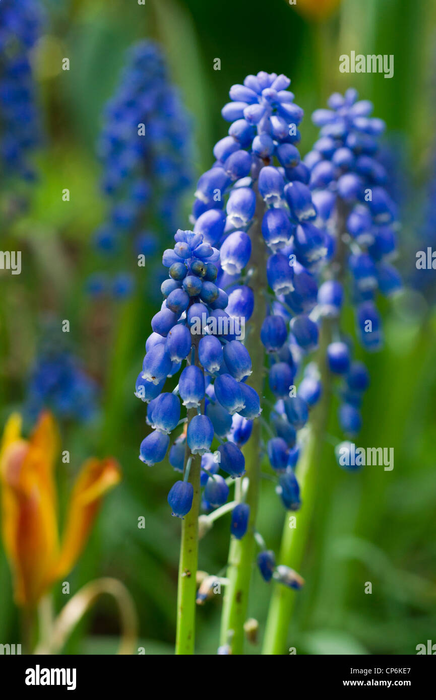 Muscari botryoides macro Stock Photo - Alamy