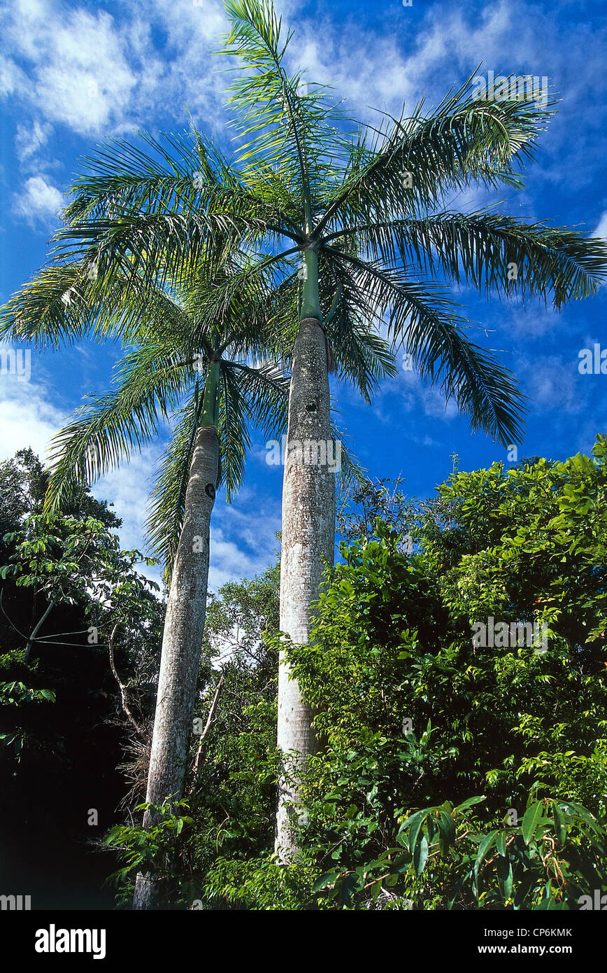 British Virgin Islands (British colony) - Tortola Island - Palm Stock ...