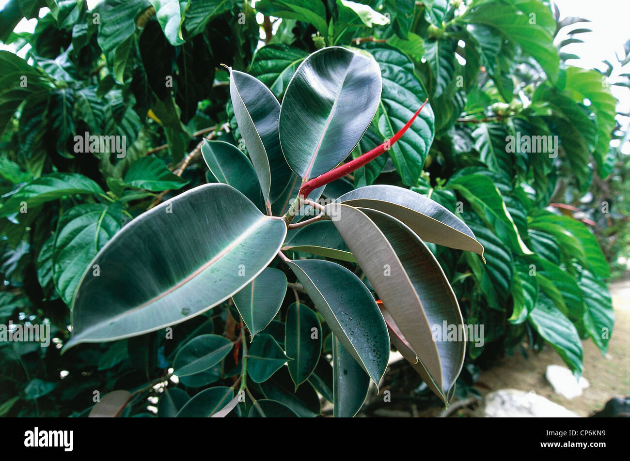 British Virgin Islands (British colony) - Tortola Island - Tropical ...