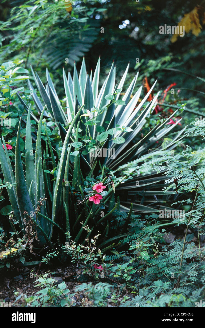 British Virgin Islands (British colony) - Tortola Island - Tropical ...