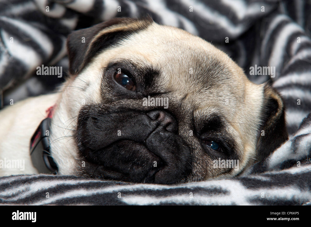 A one year old fawn coloured Chinese Pug dog getting sleepy on a zebra ...