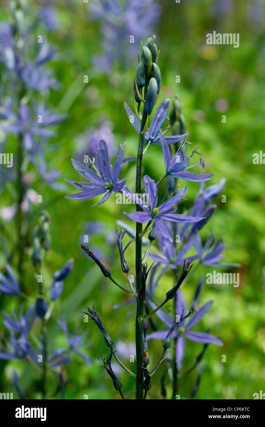 Common names include camas hi-res stock photography and images - Alamy