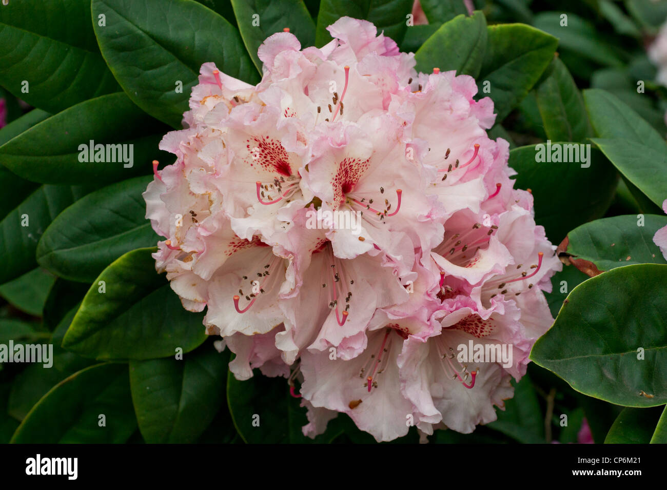 Soft Pink Rhododendron High Resolution Stock Photography and Images - Alamy