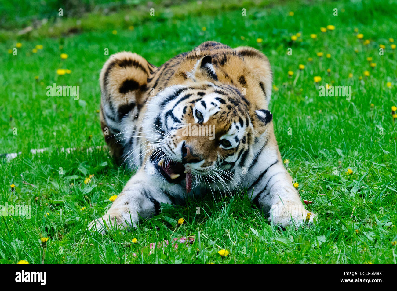 Tiger eating hi-res stock photography and images - Alamy