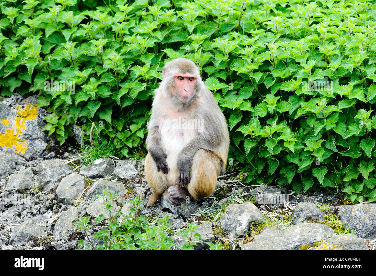 A monkey sat down Stock Photo - Alamy